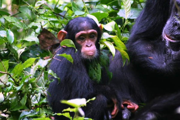 04 day primates to predators: kibale & queen elizabeth safari - Tours ...
