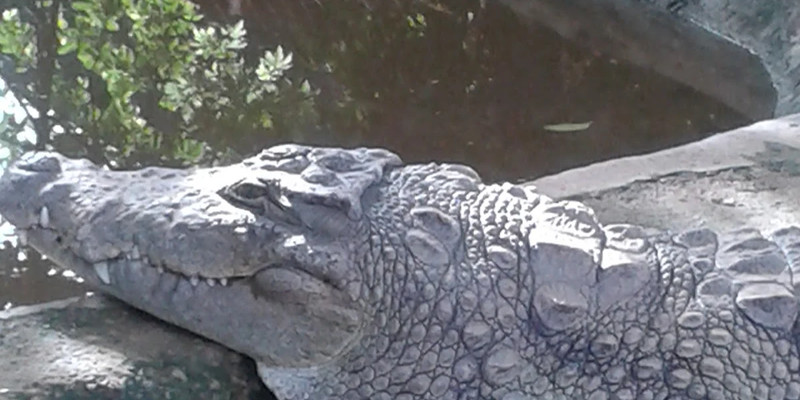 Parc urbain Bangr Weoogo, Ouagadougou - Attractions, Reviews, Phone ...