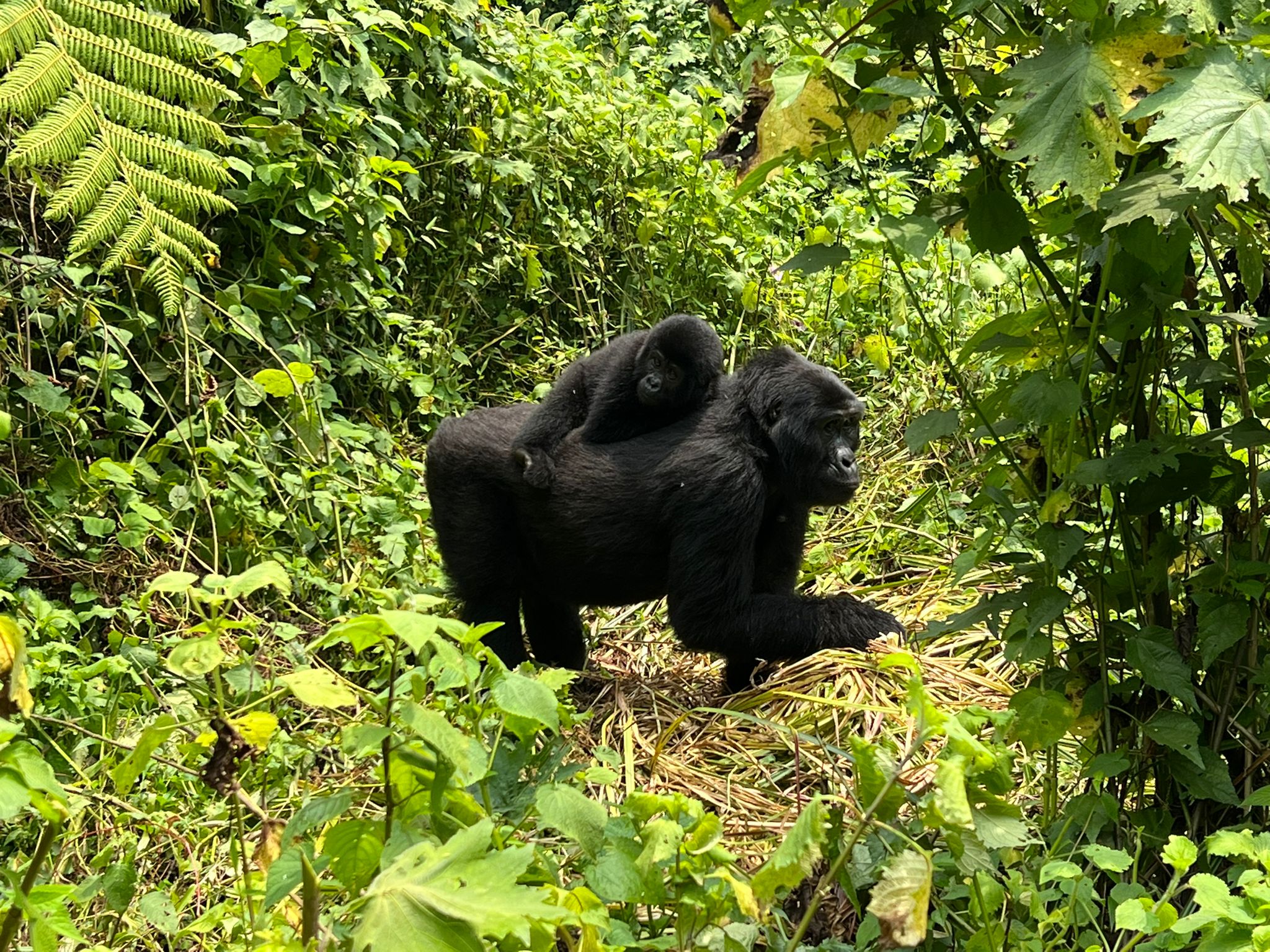 3 days gorilla trekking tour in rwanda - Tours & Excursions Kigali ...